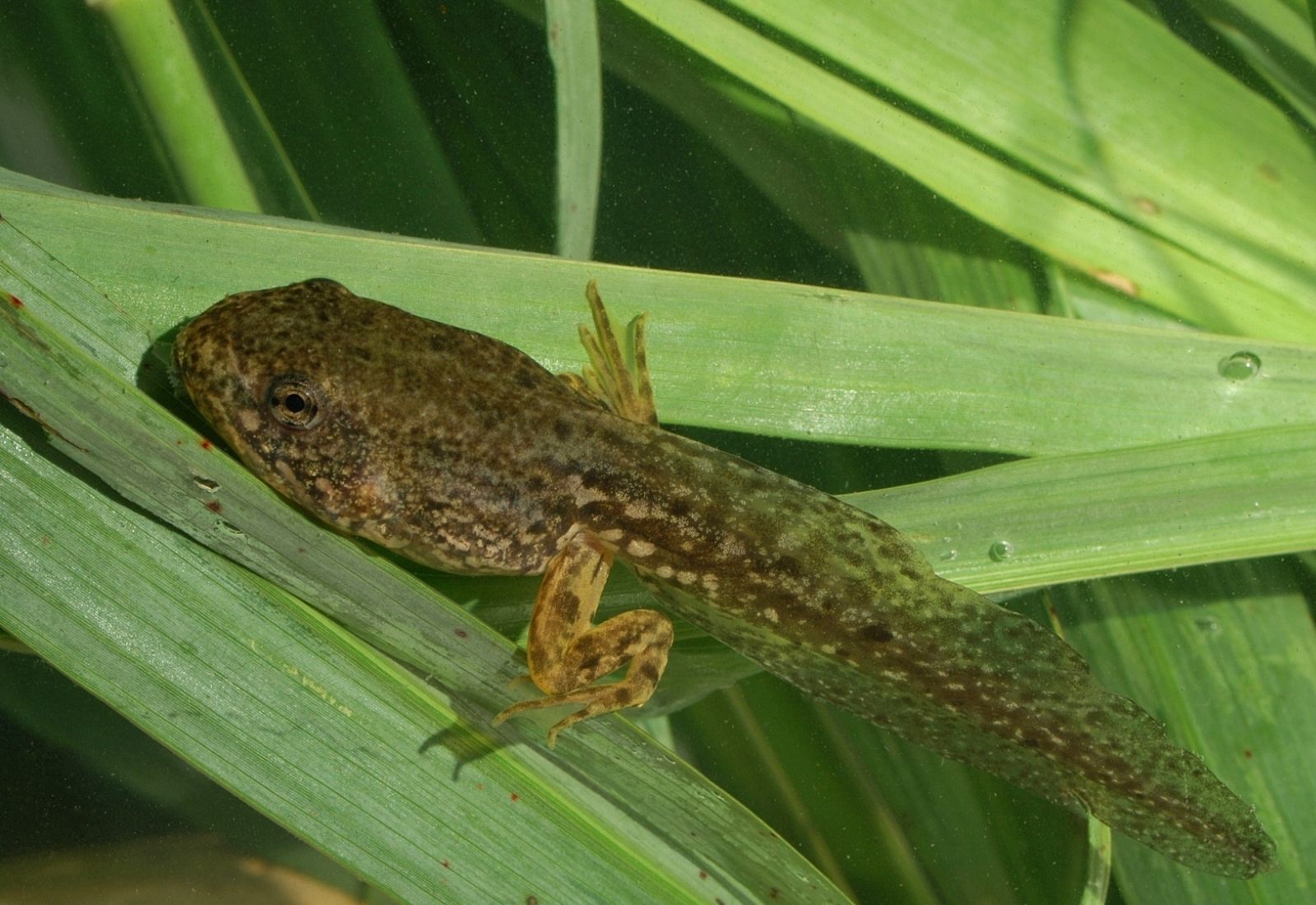 When Does a Tadpole Become a Frog | Keynote Highlights